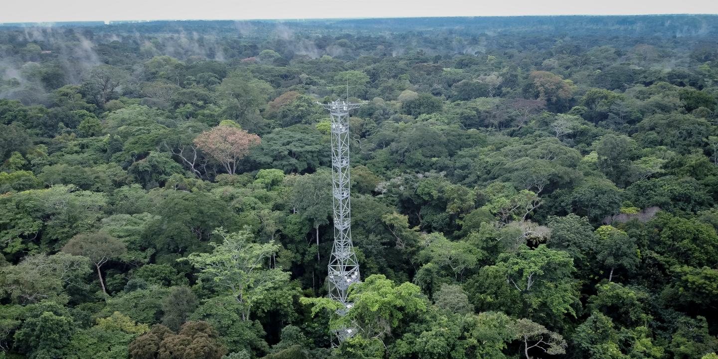 COP27: DRC's forest, its carbon and its investors