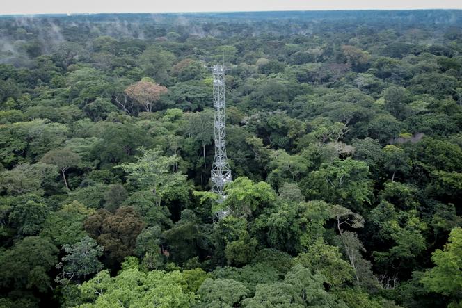 COP27: DRC's forest, its carbon and its investors