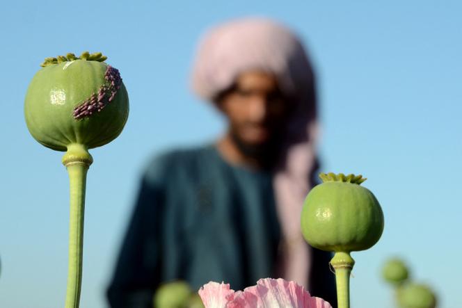 In Afghanistan, the Taliban are accused of causing a surge in opium prices