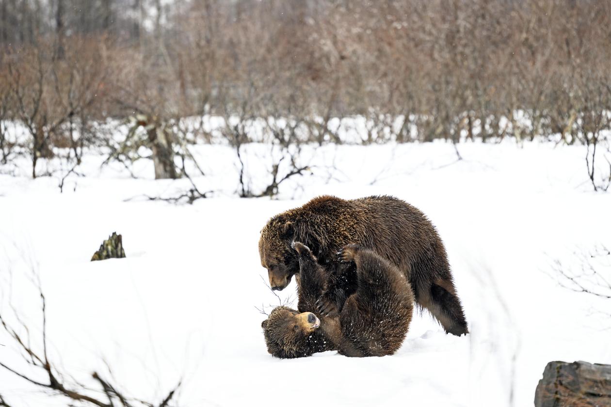 L’Alaska, une incursion « into the Wild