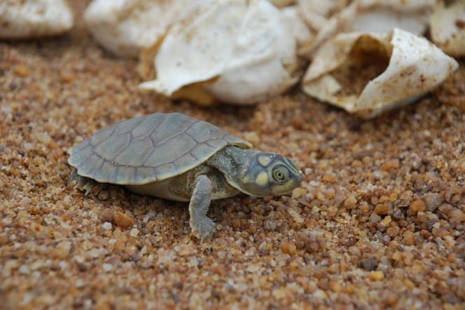 Turtle vocalizations could change what we know about acoustic communication