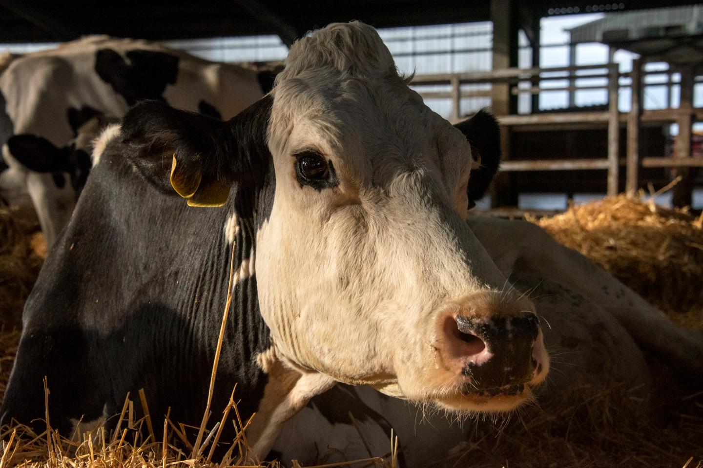 « Cow » : la vie à travers les yeux d’une vache