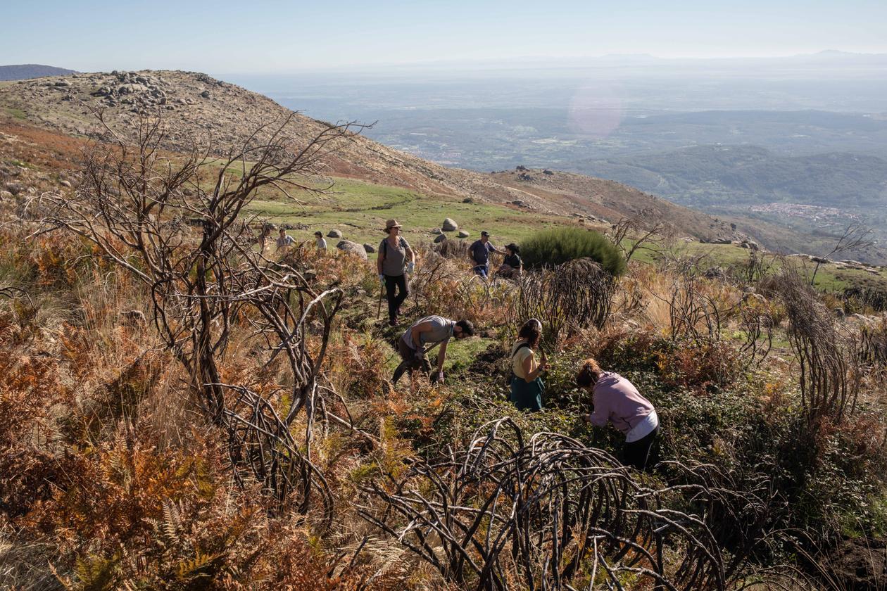Spanish farmers restore medieval irrigation canals to combat drought