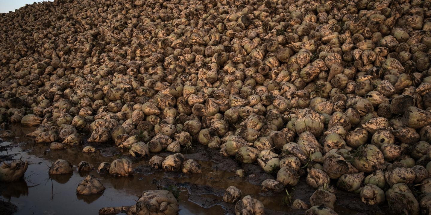 Matières premières : « Le sucre fait ses choux gras