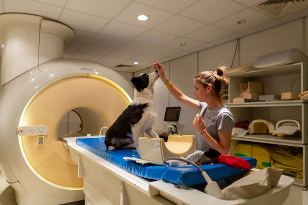 Researchers are using MRI scans to better understand the minds of dogs
