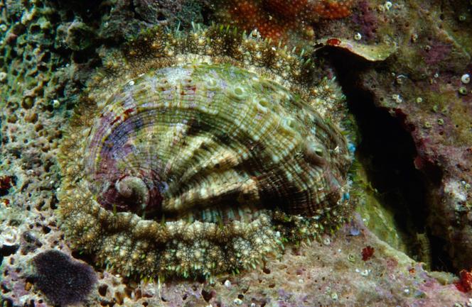 De nouvelles espèces marines menacées d’extinction : dugongs, corail ...