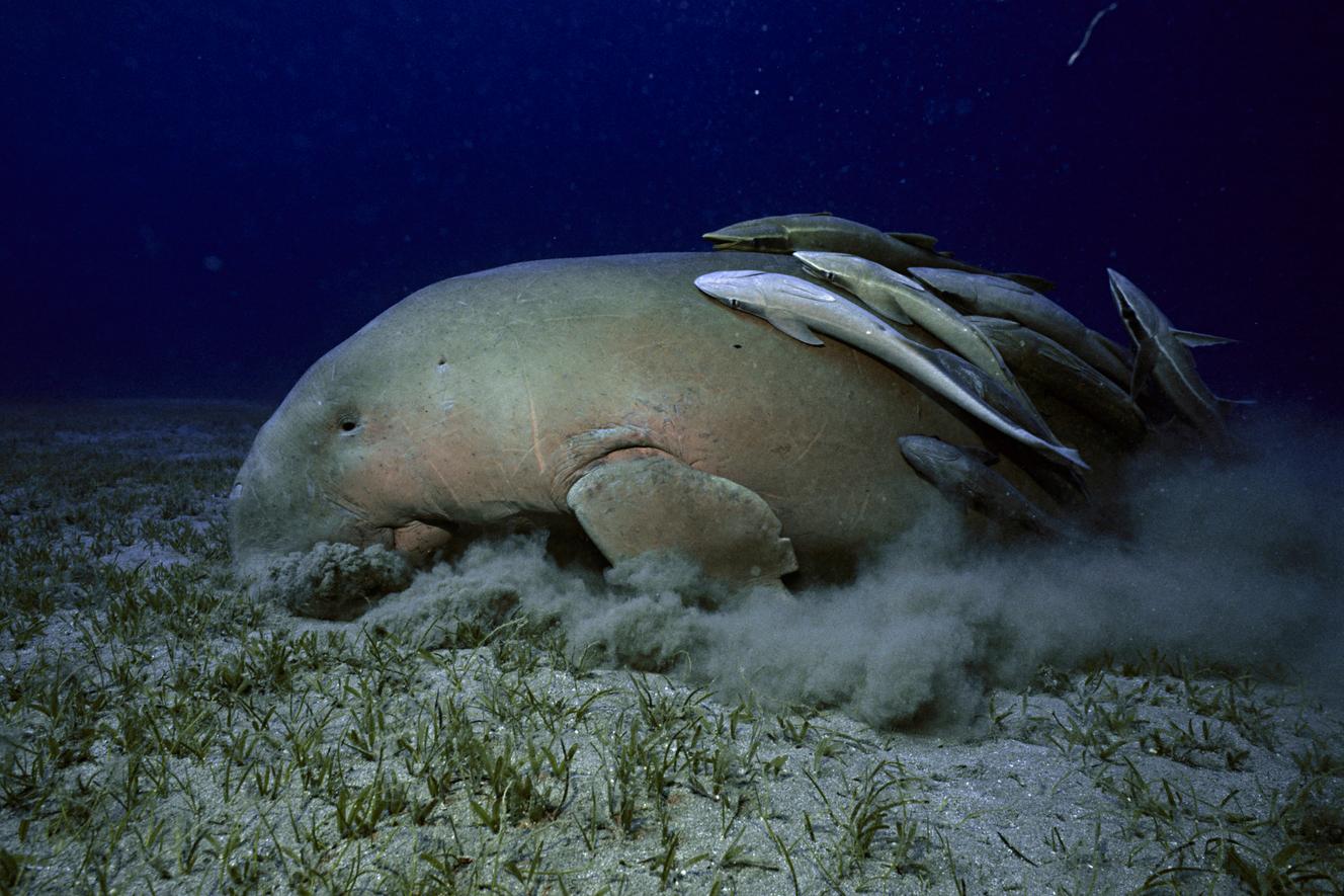 Dugongs, pillar coral, abalone – marine species newly threatened with ...