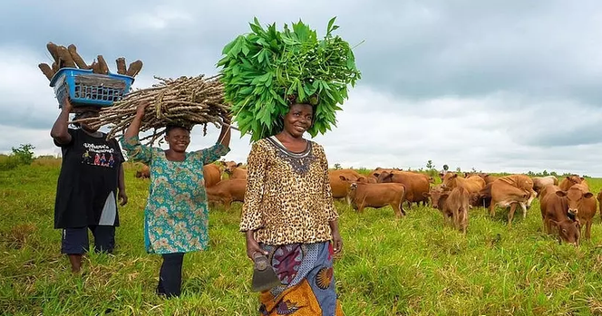 En RDC, une oasis d’acacias pour régénérer les sols et cultiver maïs et ...
