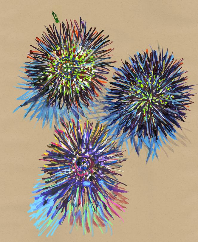 Anatomie De L'oursin L'oursin : L'animal Marin Qui Pique... La