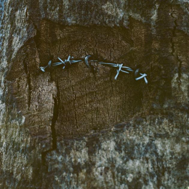 L’ours, les chasseurs et la cocaïne : qui a tué Cachou