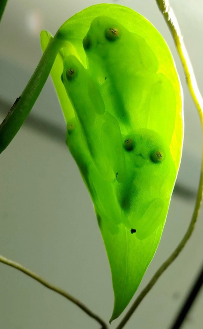 What's behind the glass frog's amazing invisibility cloak