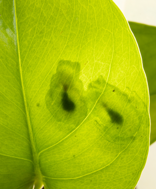 What's behind the glass frog's amazing invisibility cloak