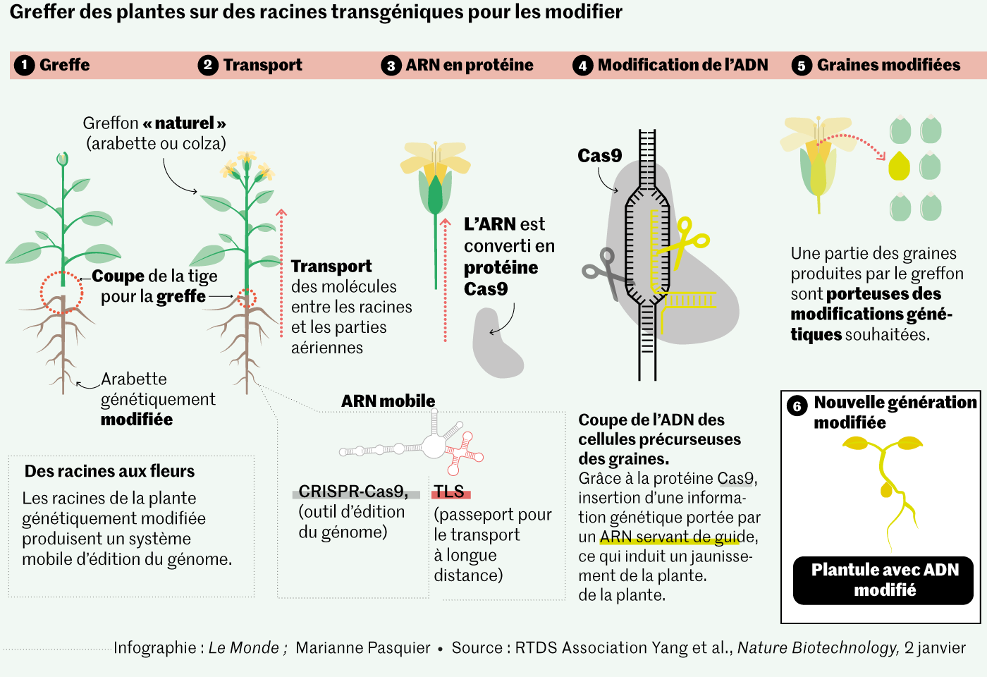 Plantes génétiquement modifiées : la piste de la greffe