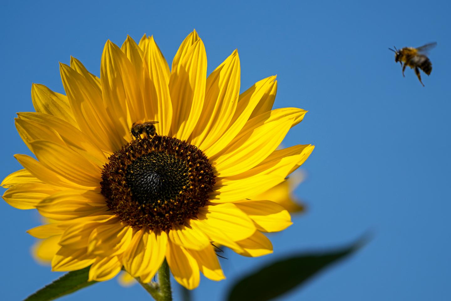 Fewer pollinating insects mean more deaths every year