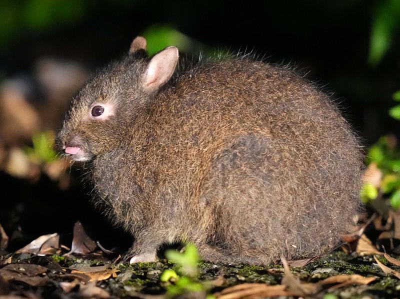 Le lapin Amami, un jardinier qui sème des graines