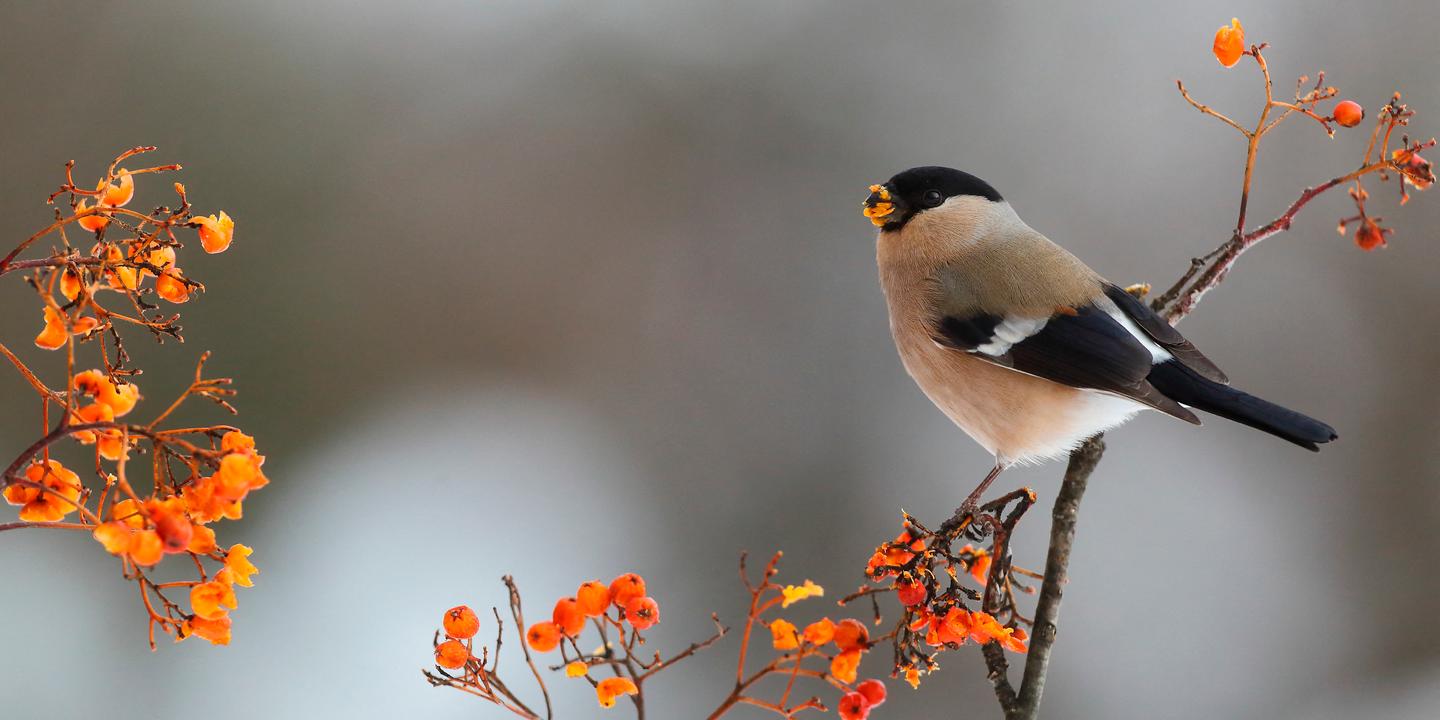 In French gardens, nearly half of the bird species observed in spring ...