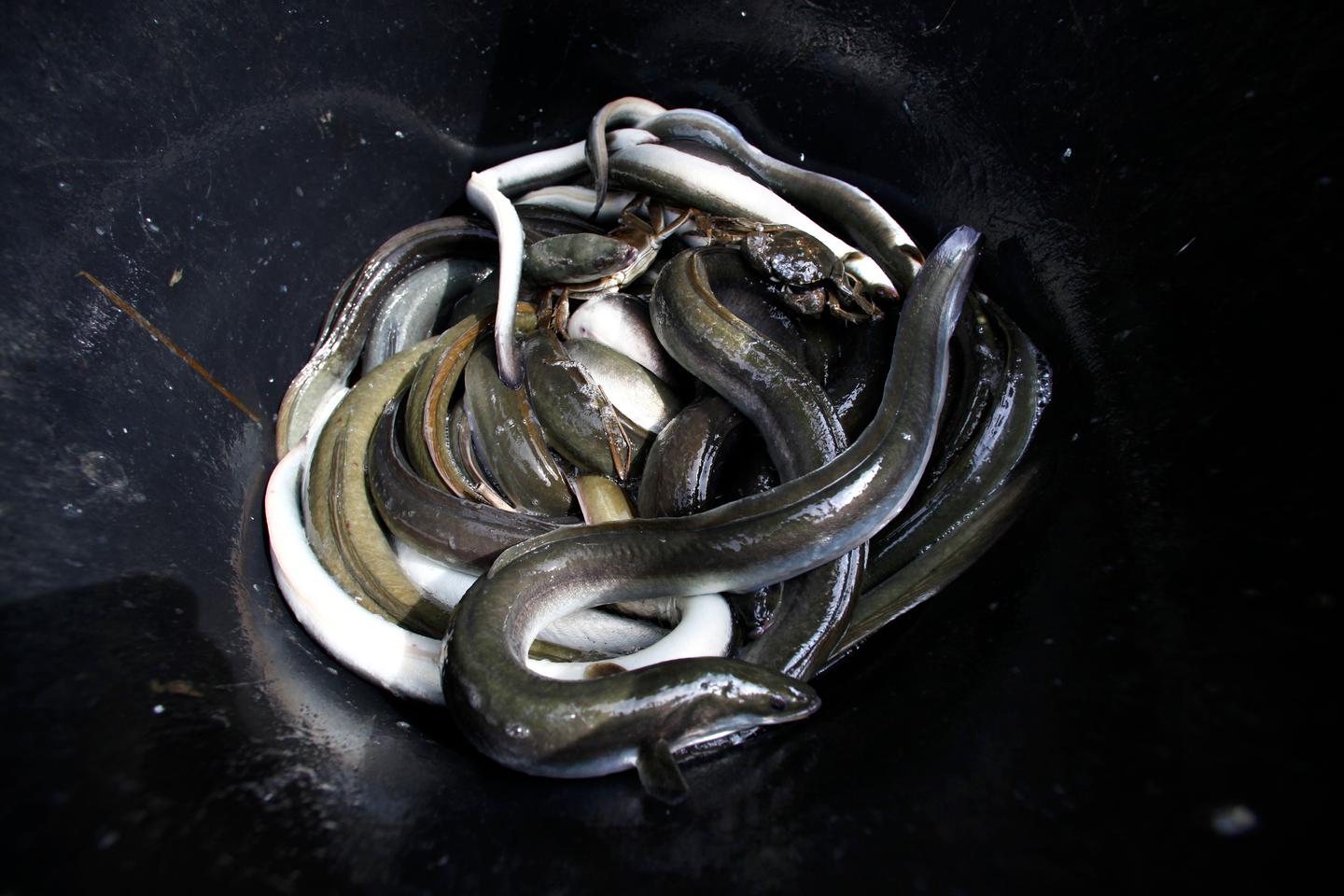 Eel poaching at the heart of a political scandal in Sweden