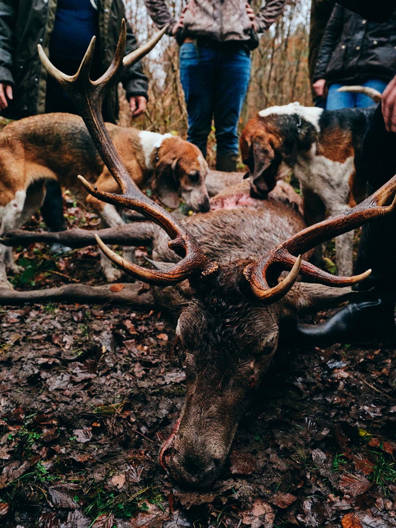 Pour ou contre la chasse à courre, une bataille menée à cor et à cri
