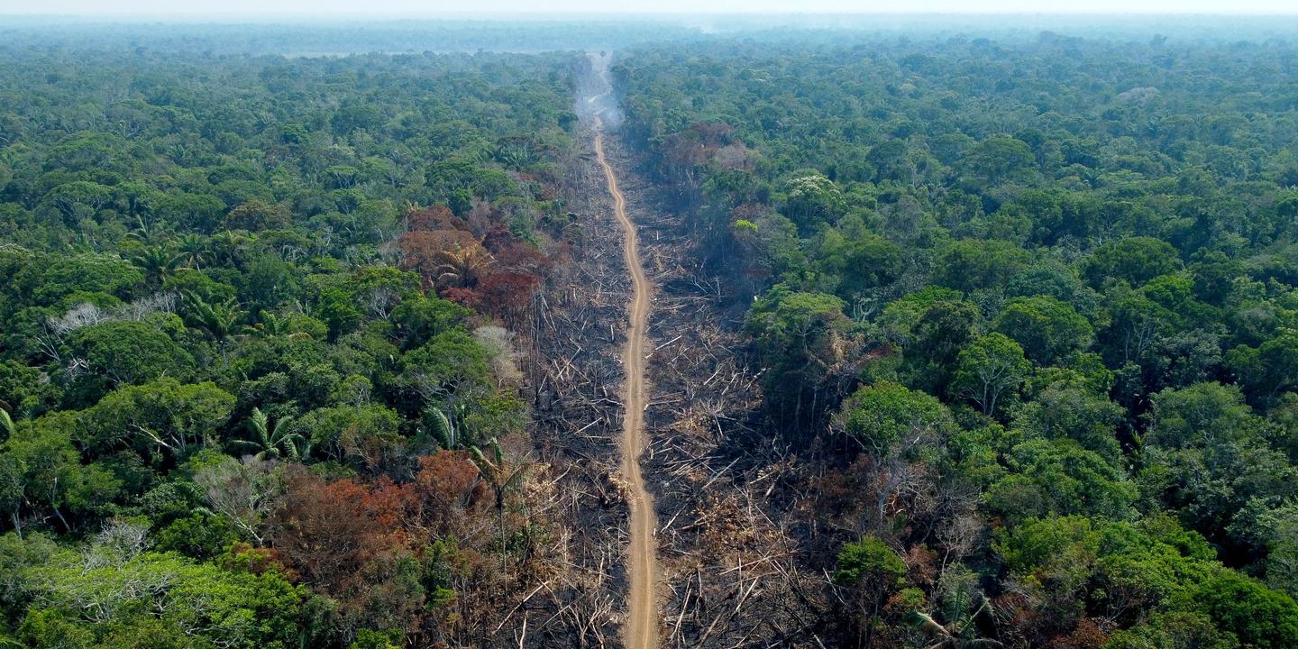 La forêt amazonienne est détruite à un rythme sans précédent sous l ...