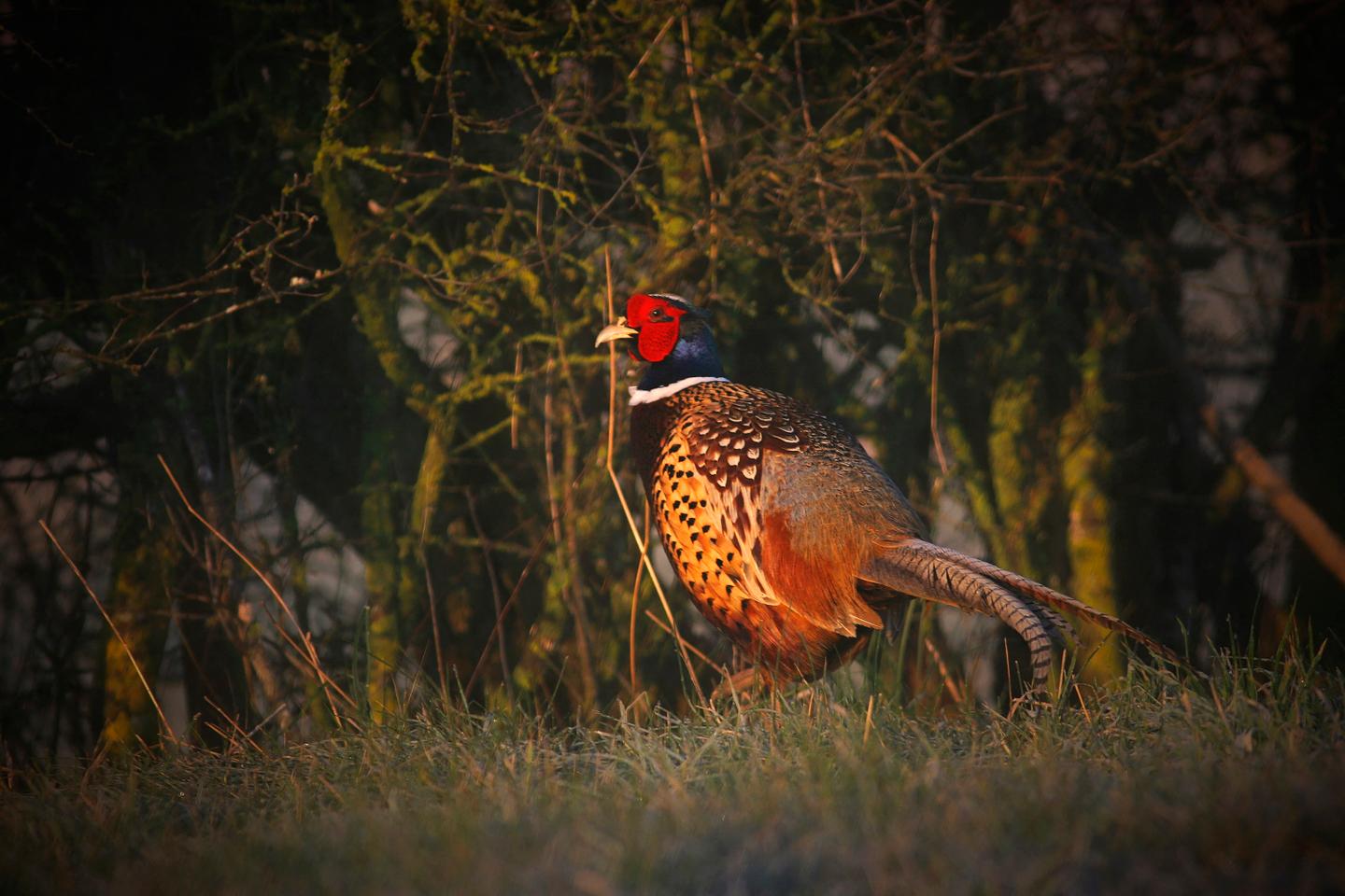 Chez les faisans, la mémoire fait vivre