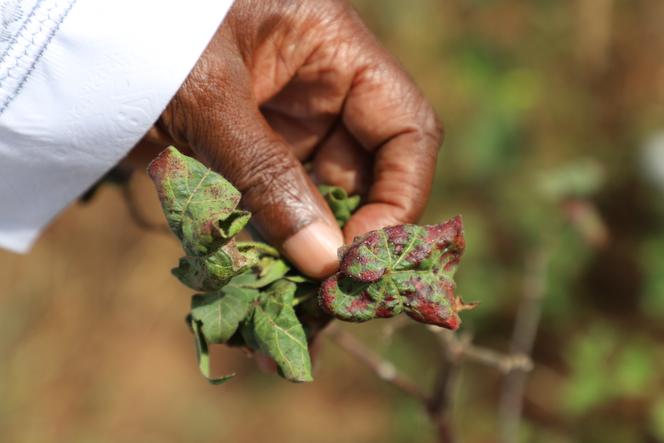 En Côte d’Ivoire, année catastrophique pour le coton, ravagé par une ...