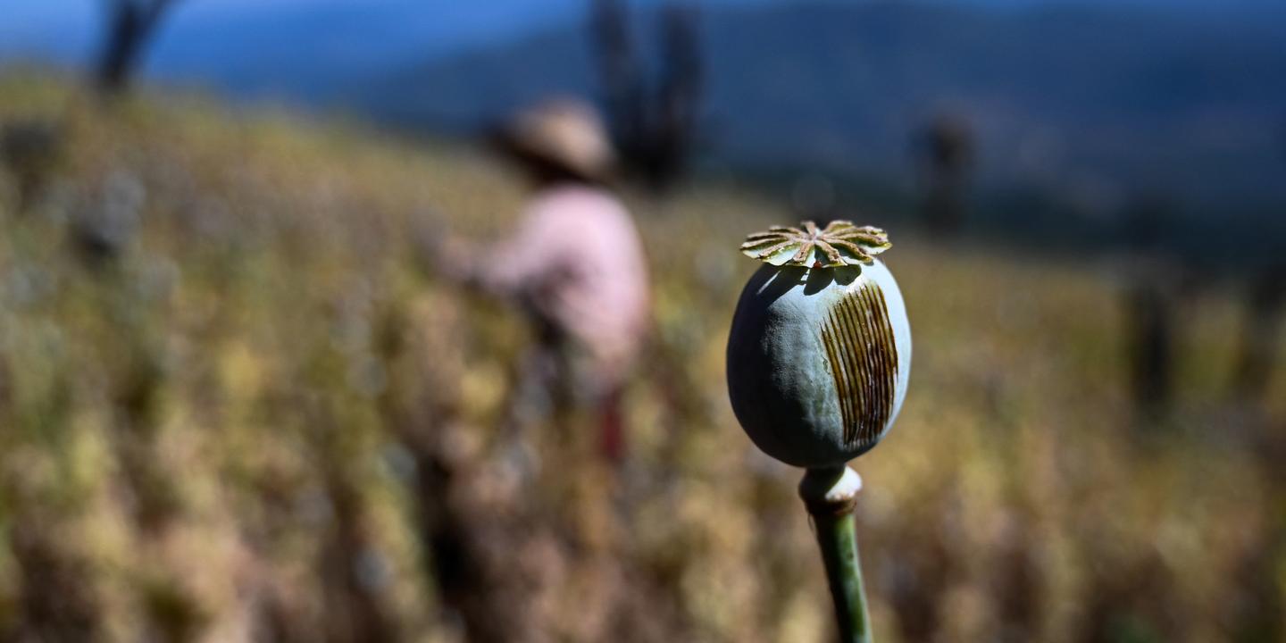 La production d’opium explose en Birmanie