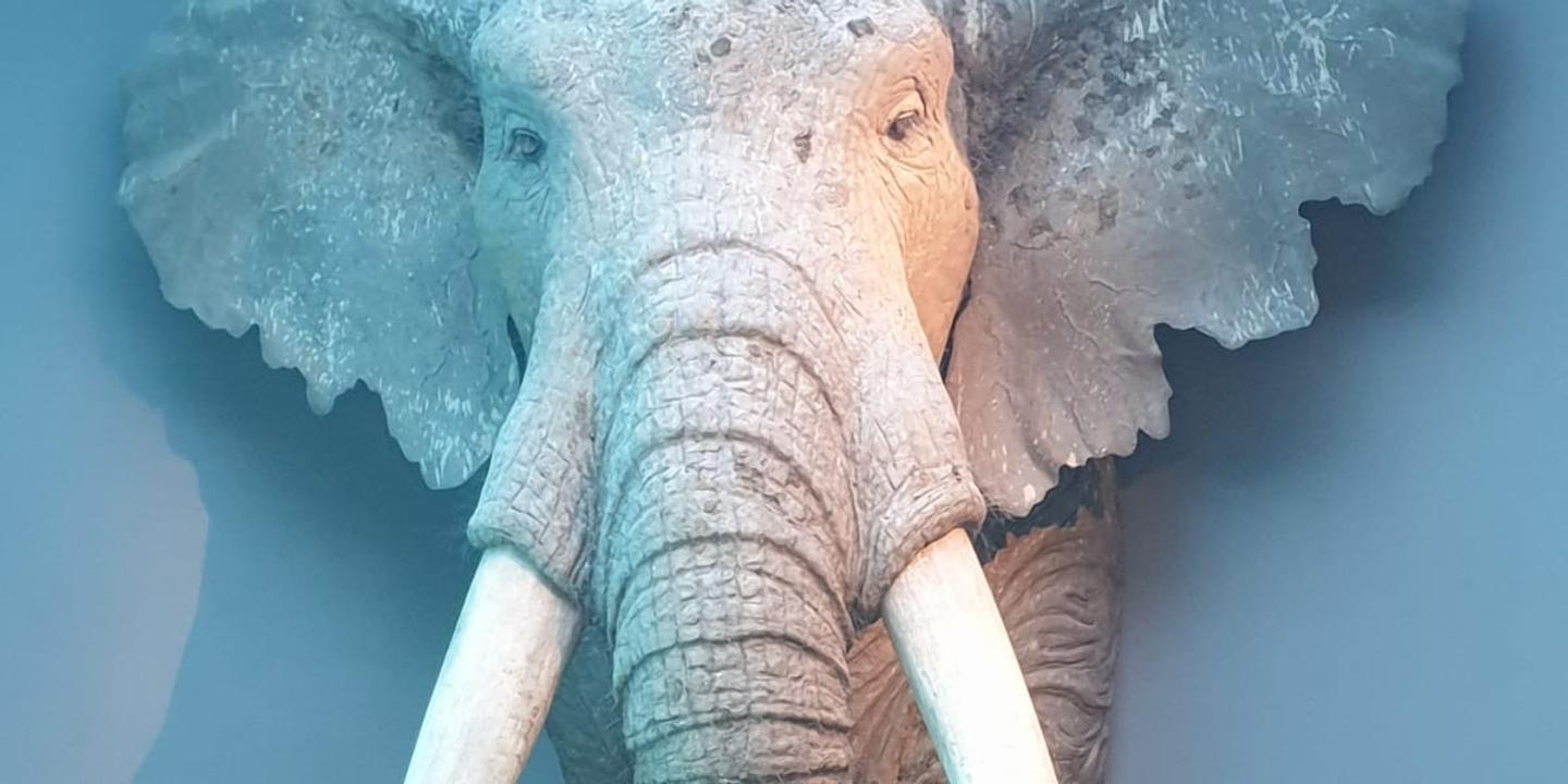 125,000 years ago, Neanderthals hunted giant elephants in Germany