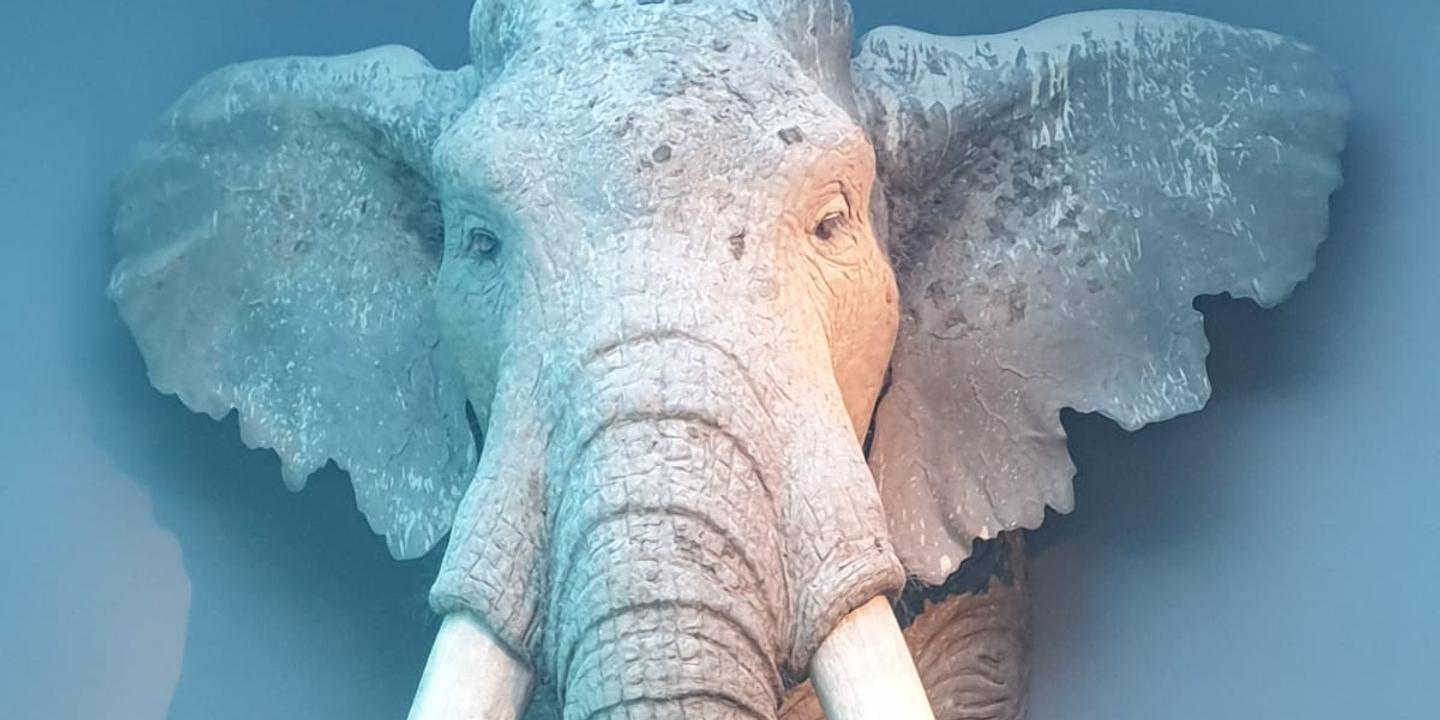 Il y a 125 000 ans, Neandertal chassait l’éléphant en Allemagne