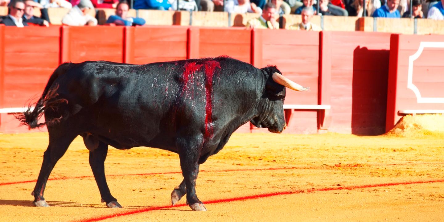 Maltraitance animale : « La sensibilité à la douleur ne dépend pas d ...