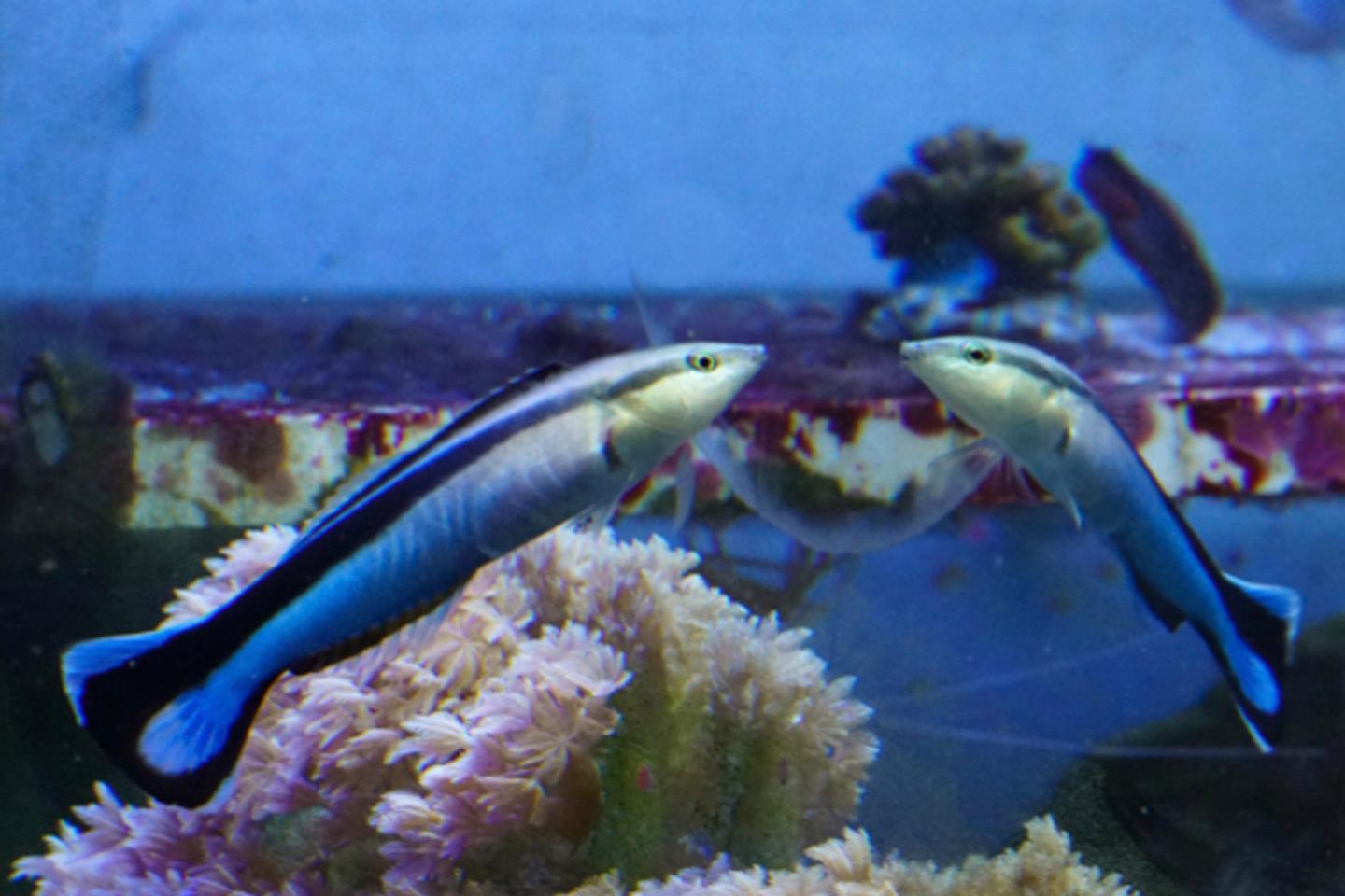 Le labre nettoyeur, ce poisson qui se reconnaît dans la glace