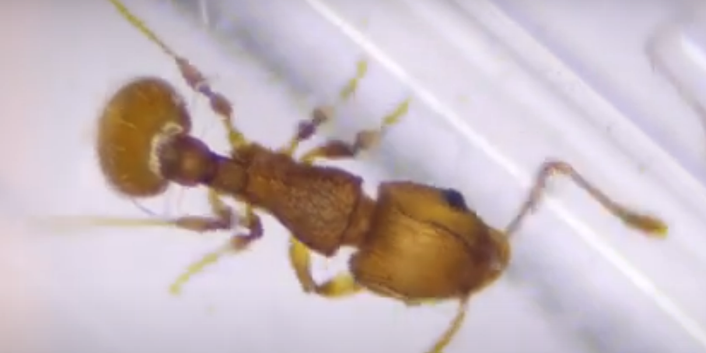 L’inquiétante fourmi électrique s’installe en France