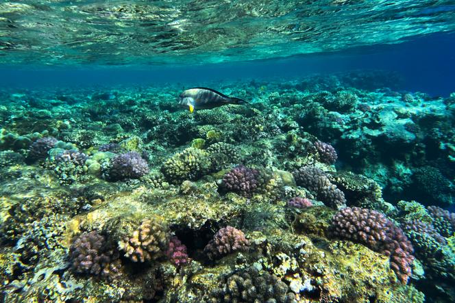 How the Red Sea's 'super corals' resist bleaching
