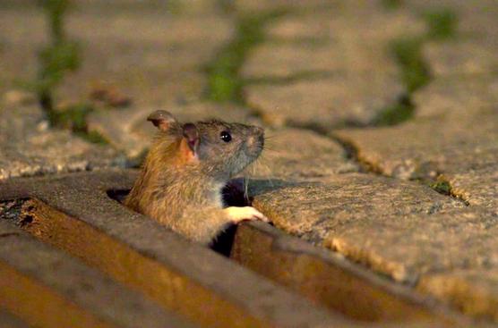« Les Rats des villes. Tout un monde ! », sur Arte : plaidoyer pour un ...
