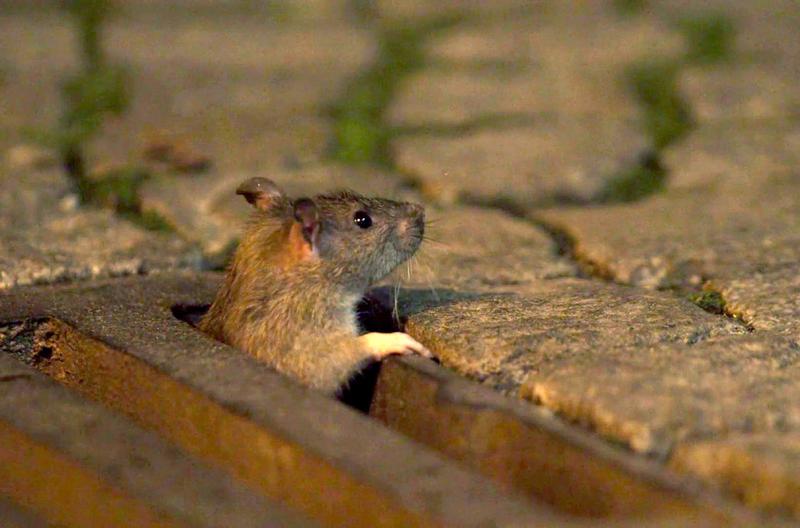 « Les Rats des villes. Tout un monde ! », sur Arte : plaidoyer pour un ...