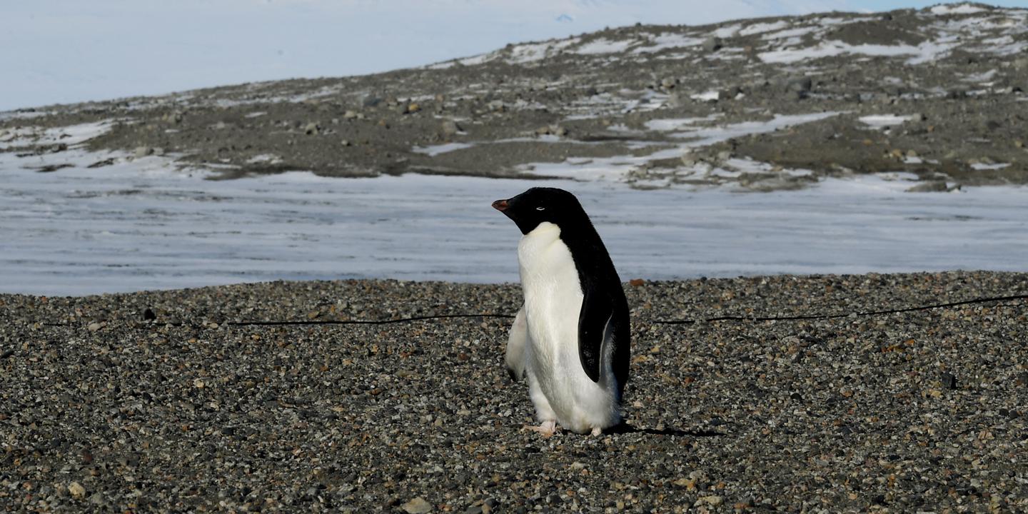 Guano from penguin colonies is an archaeological treasure