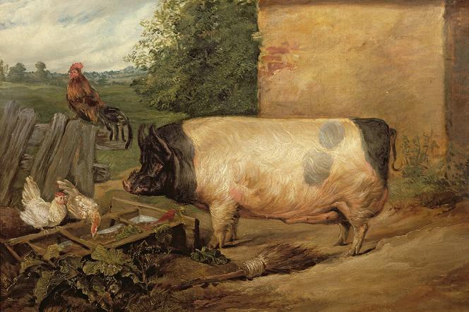 Pigs and religion, why so much hatred?