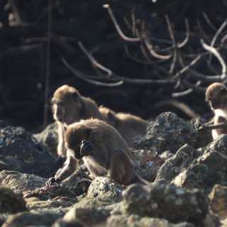 Des primates et des outils : comment les singes bousculent l’archéologie