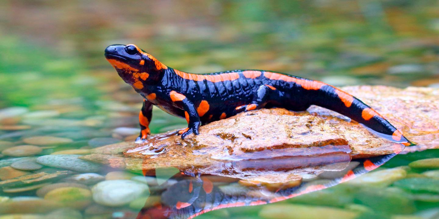 Comment l’aposématisme du batracien est apparue