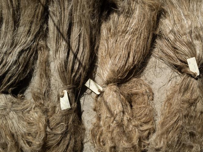 Le lin, une fleur bleue à la fibre écolo qui séduit les industriels