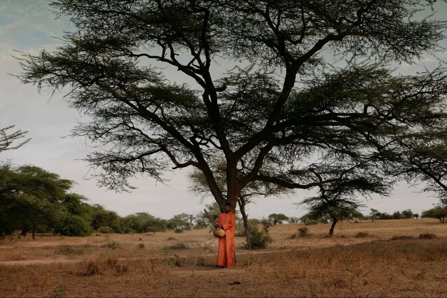 « The Forest Maker. L’homme qui ressuscite les arbres » : un combat au long cours pour la ...