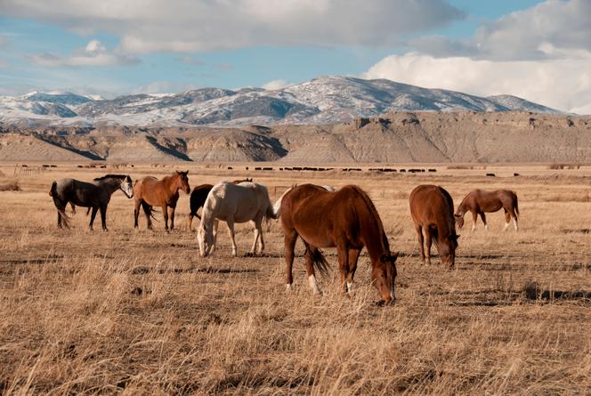 L’histoire cachée du cheval de l’Ouest américain
