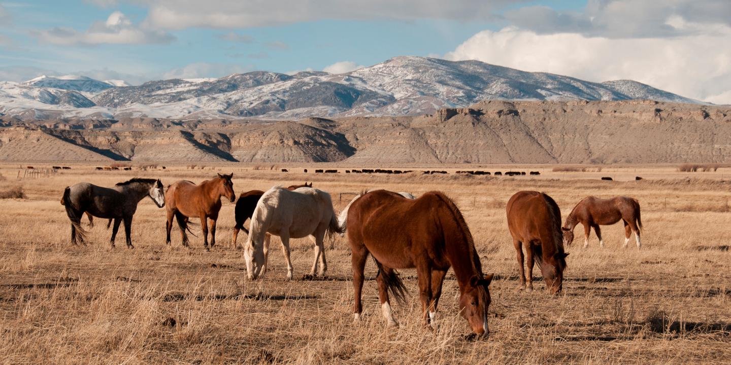 L’histoire cachée du cheval de l’Ouest américain