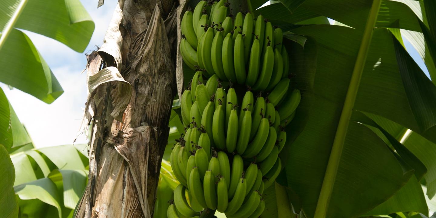 La banane martiniquaise par le bon goût