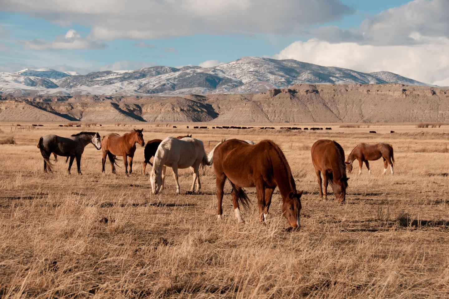 L’histoire cachée du cheval de l’Ouest américain