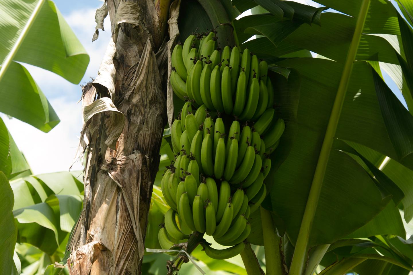 La banane martiniquaise par le bon goût