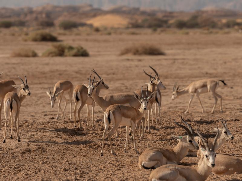 The restoration of the Shaaran Reserve confirms Saudi Arabia's ...