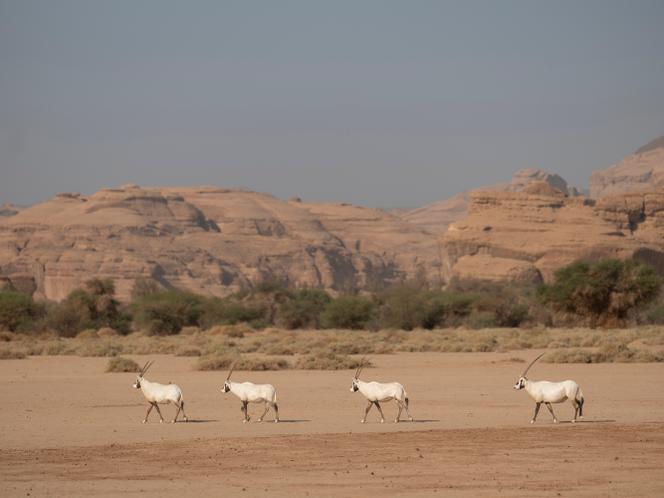The restoration of the Shaaran Reserve confirms Saudi Arabia's ...