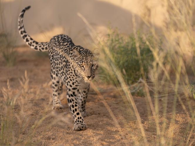 The restoration of the Shaaran Reserve confirms Saudi Arabia's ...