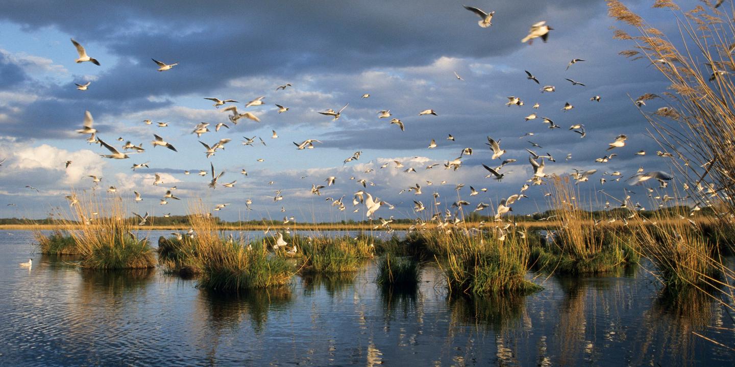 Les étangs de la Brenne, rendez-vous en terre méconnue