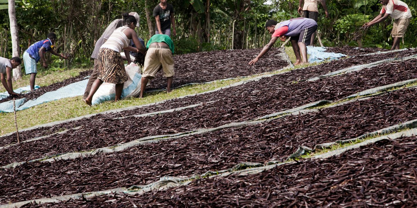 Crisis in Madagascar over hundreds of tonnes of unsold vanilla